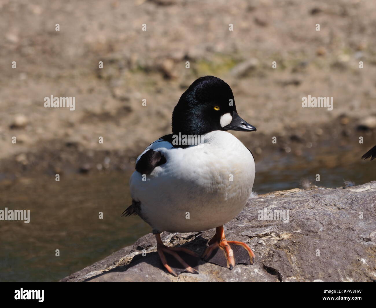 Goldeneye bird hi-res stock photography and images - Alamy