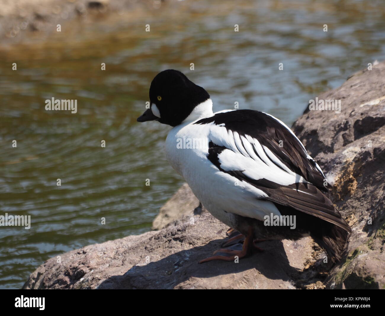 Goldeneye bird hi-res stock photography and images - Alamy