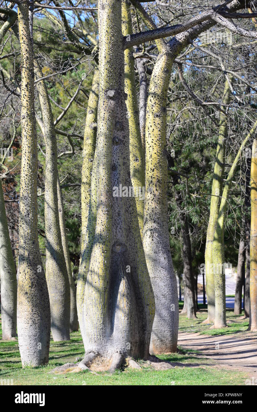 bottle tree in valencia - spain Stock Photo - Alamy