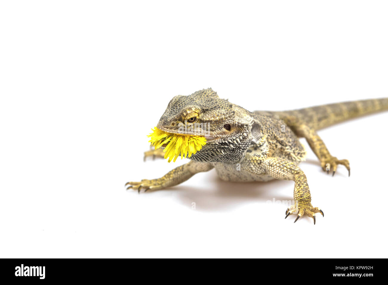 Agama lizard side view eating hi-res stock photography and images - Alamy