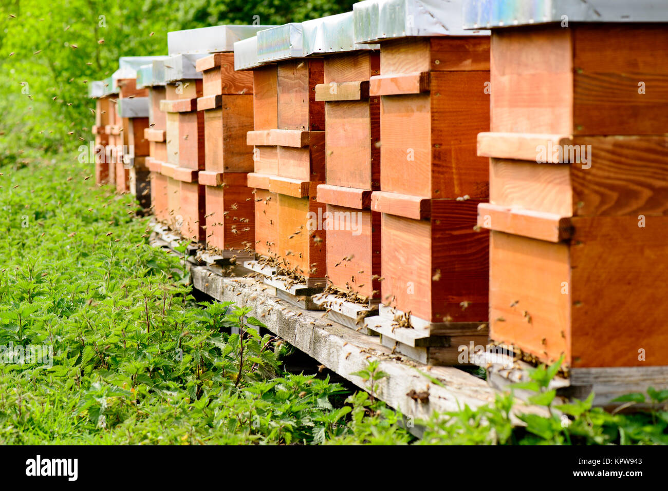 Bienenstöcke mit Bienen am Flugloch Stock Photo - Alamy