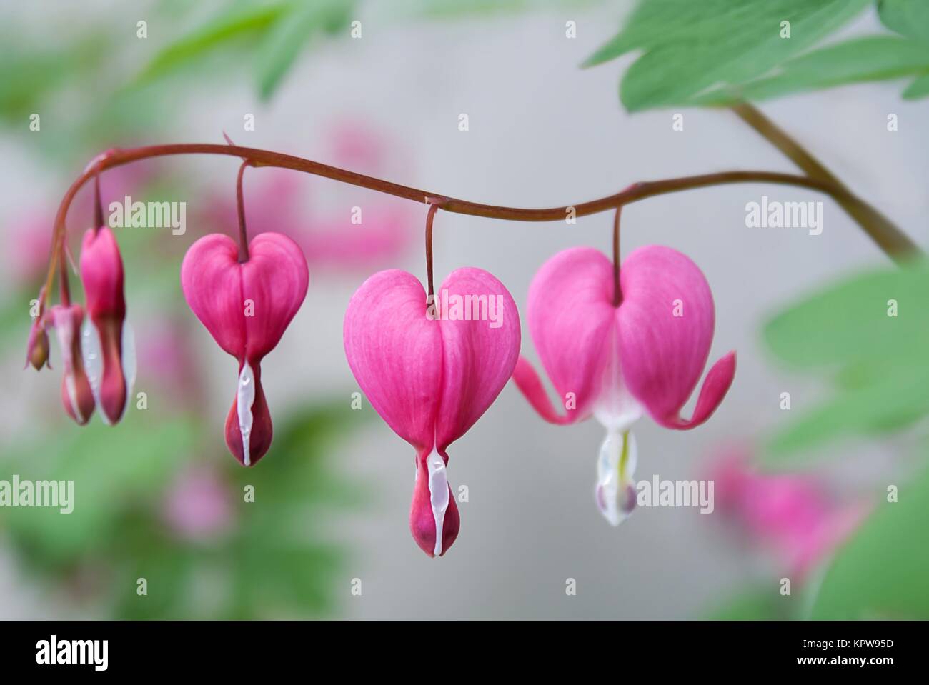 Tearful heart hi-res stock photography and images - Alamy