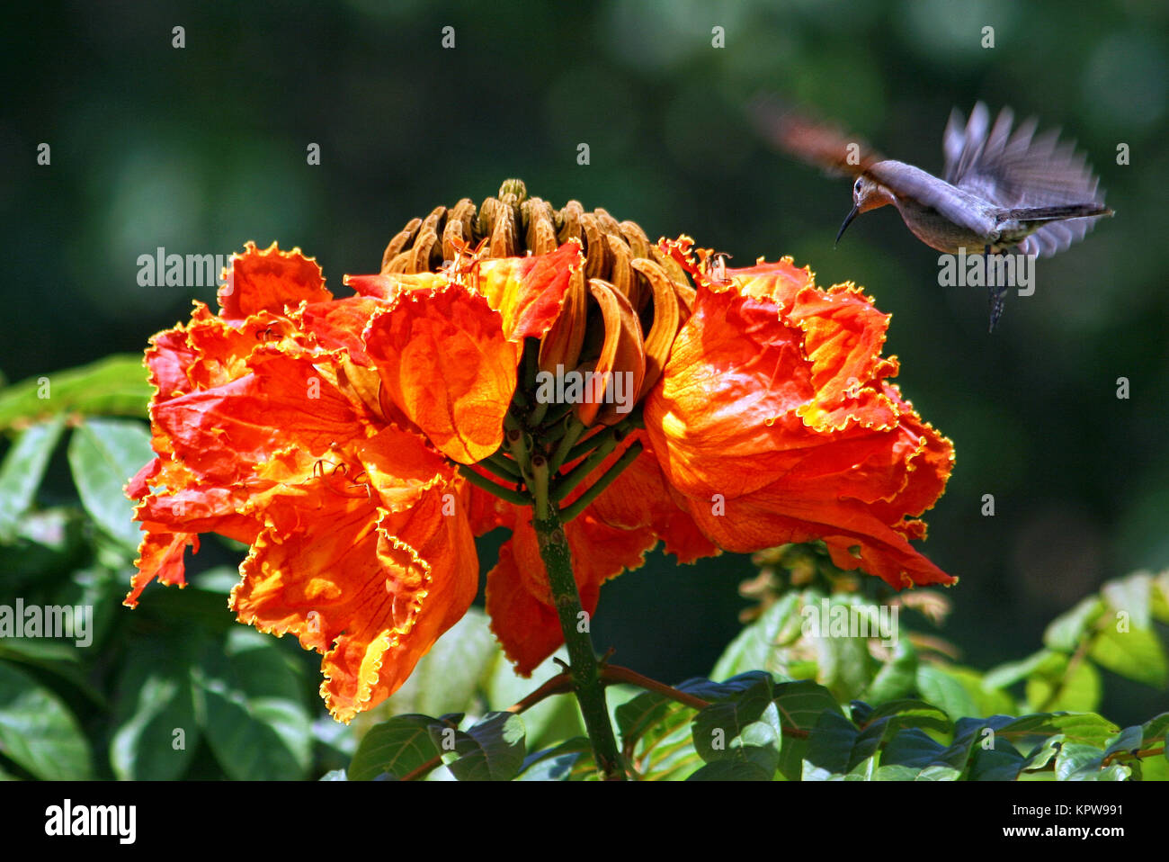 african tulip tree and hummingbird Stock Photo - Alamy