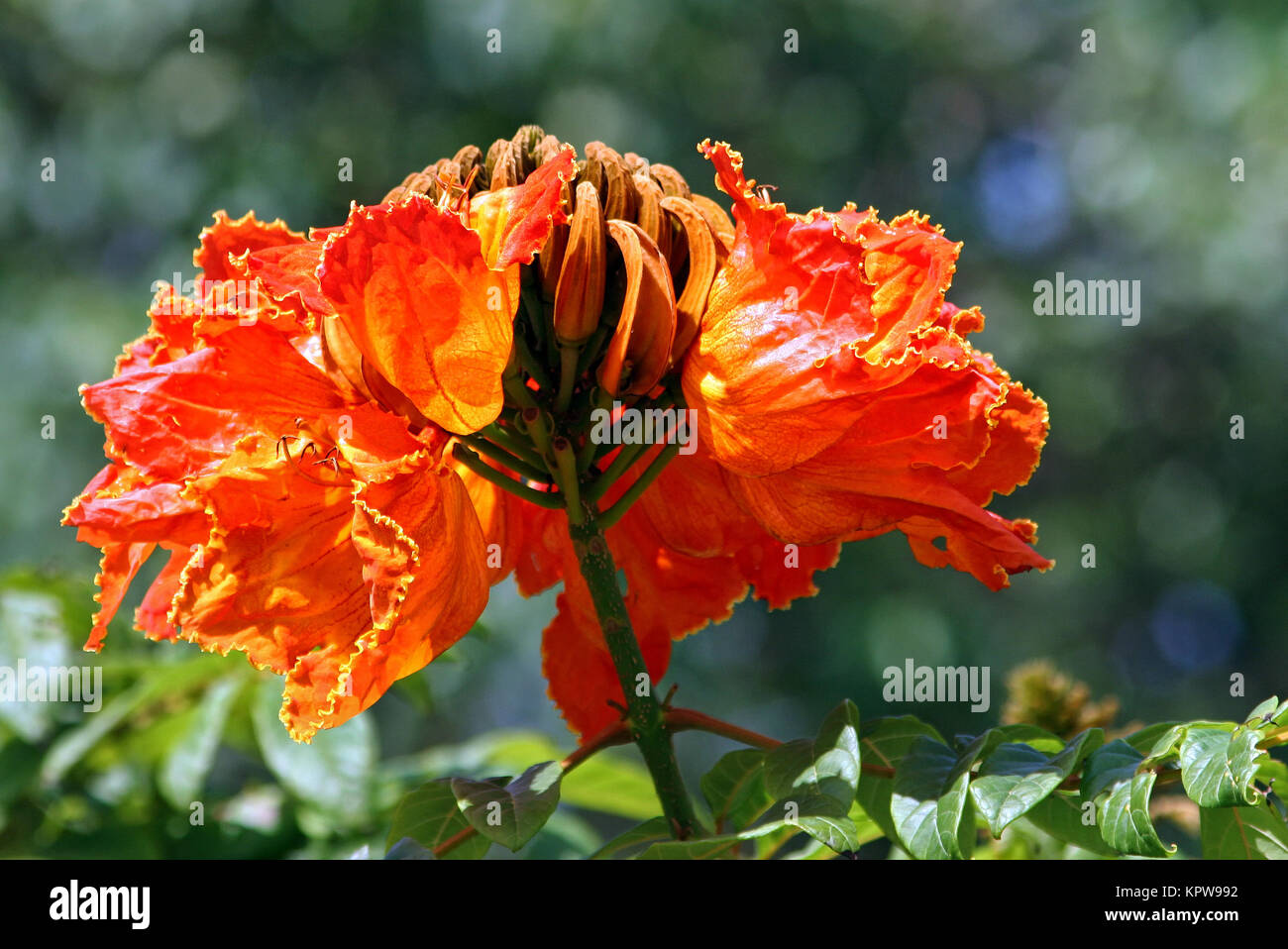 african tulip tree Stock Photo - Alamy