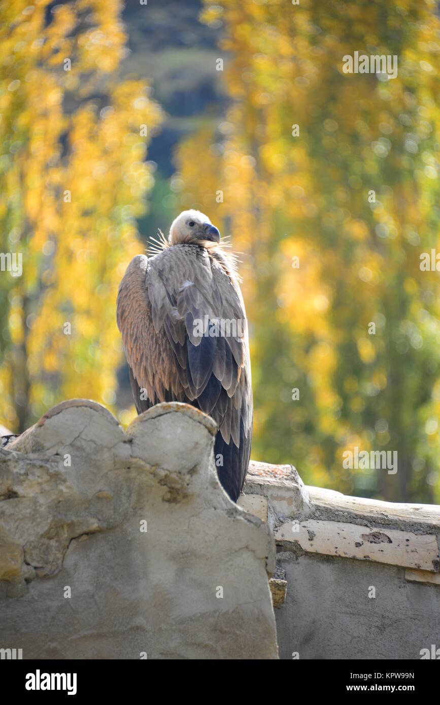 griffon vultures in spain Stock Photo - Alamy