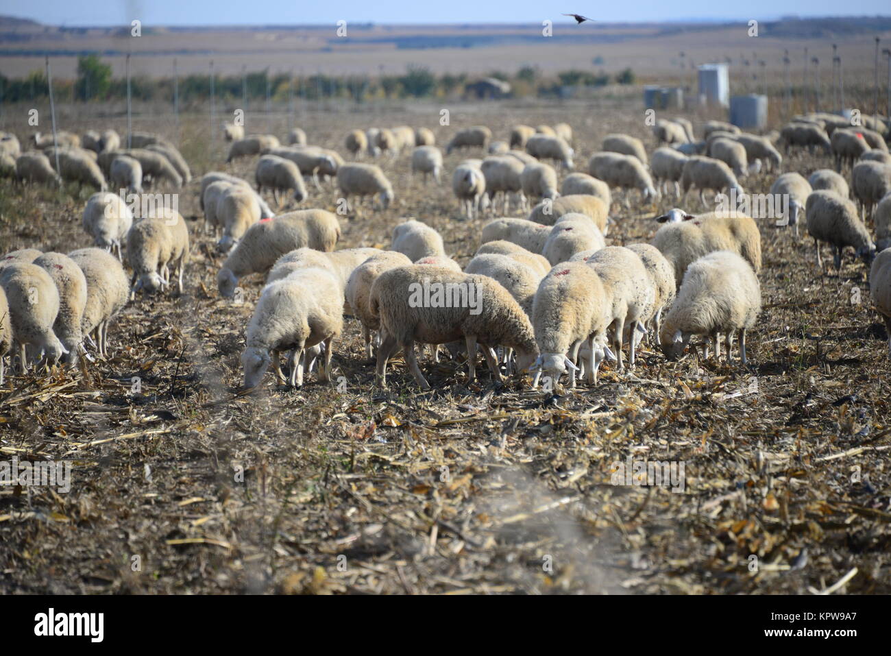 Devour hi-res stock photography and images - Alamy