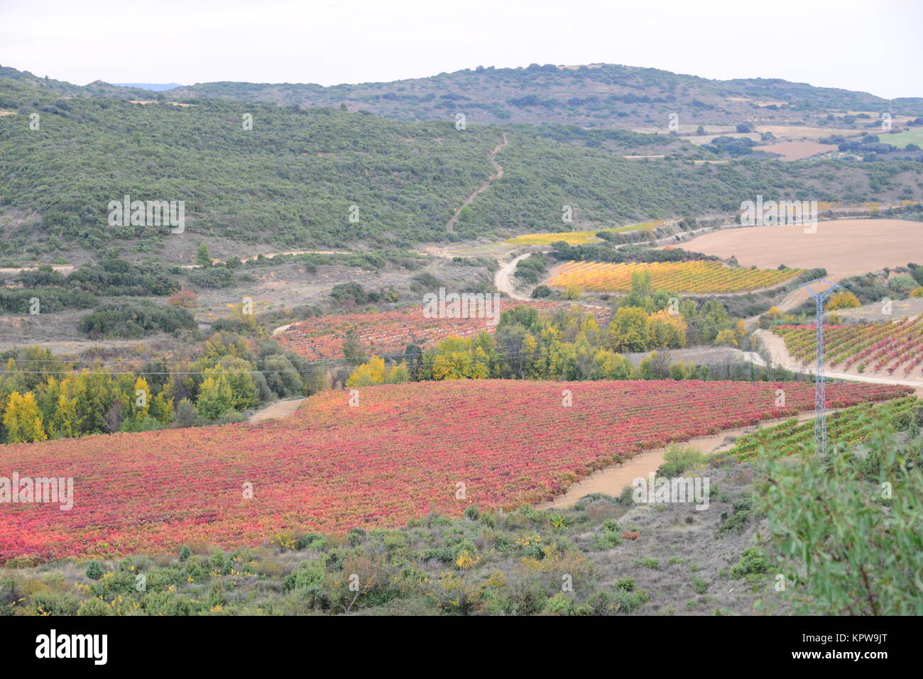 autumnal wine field in spain Stock Photo - Alamy