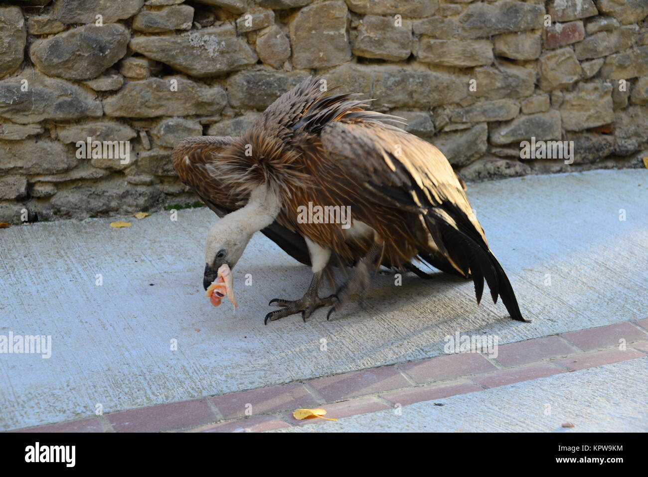 griffon vultures in spain Stock Photo - Alamy