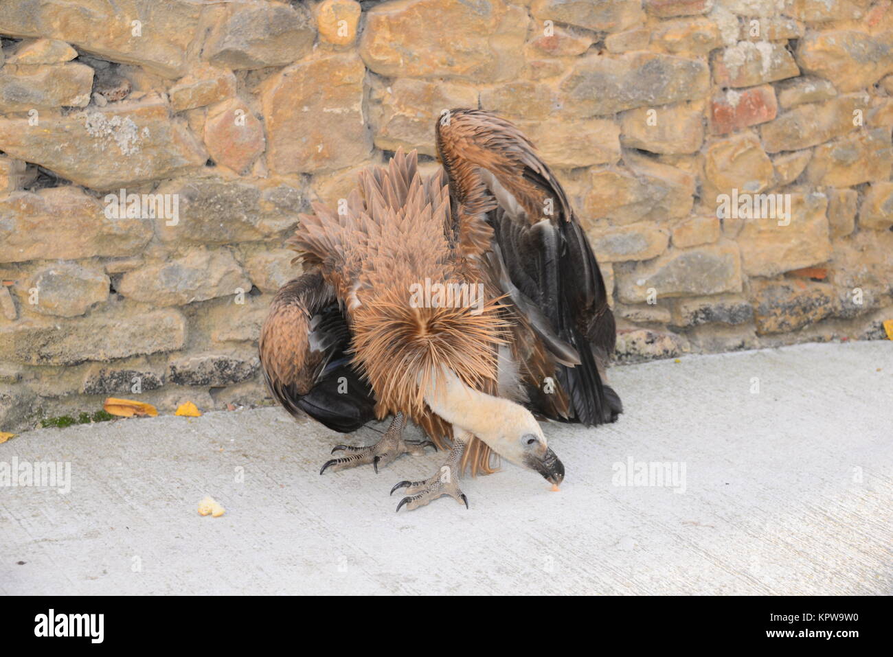 Griffon Vulture in Spain Stock Photo - Alamy