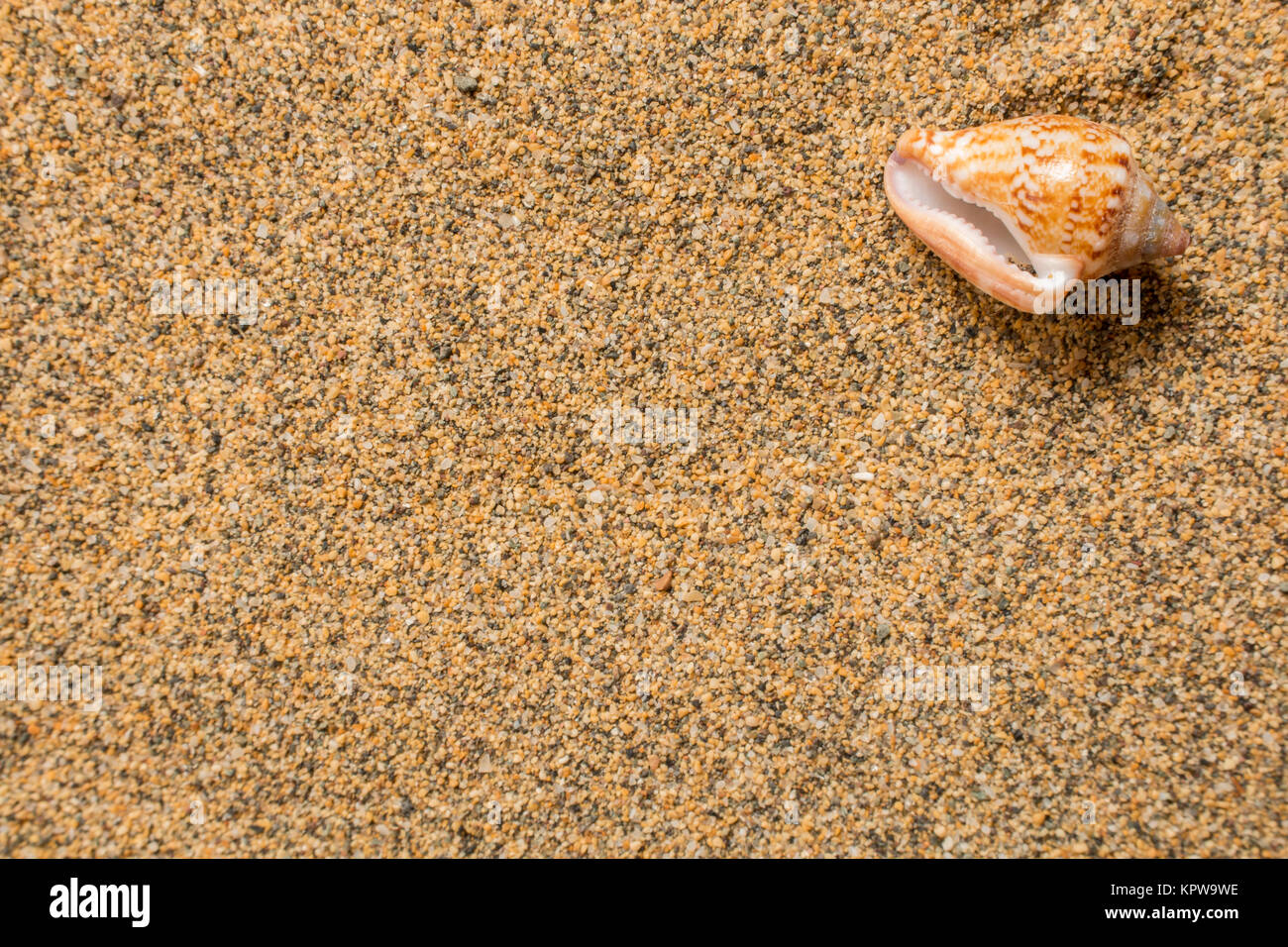 sand with shell Stock Photo - Alamy