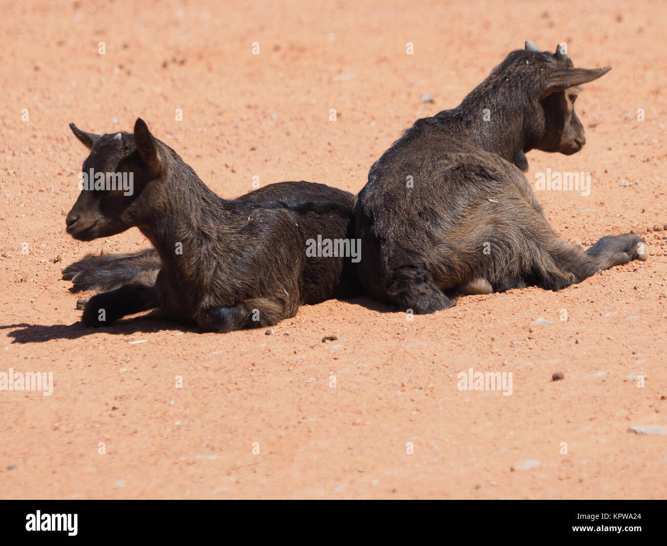 west african dwarf goats Stock Photo - Alamy