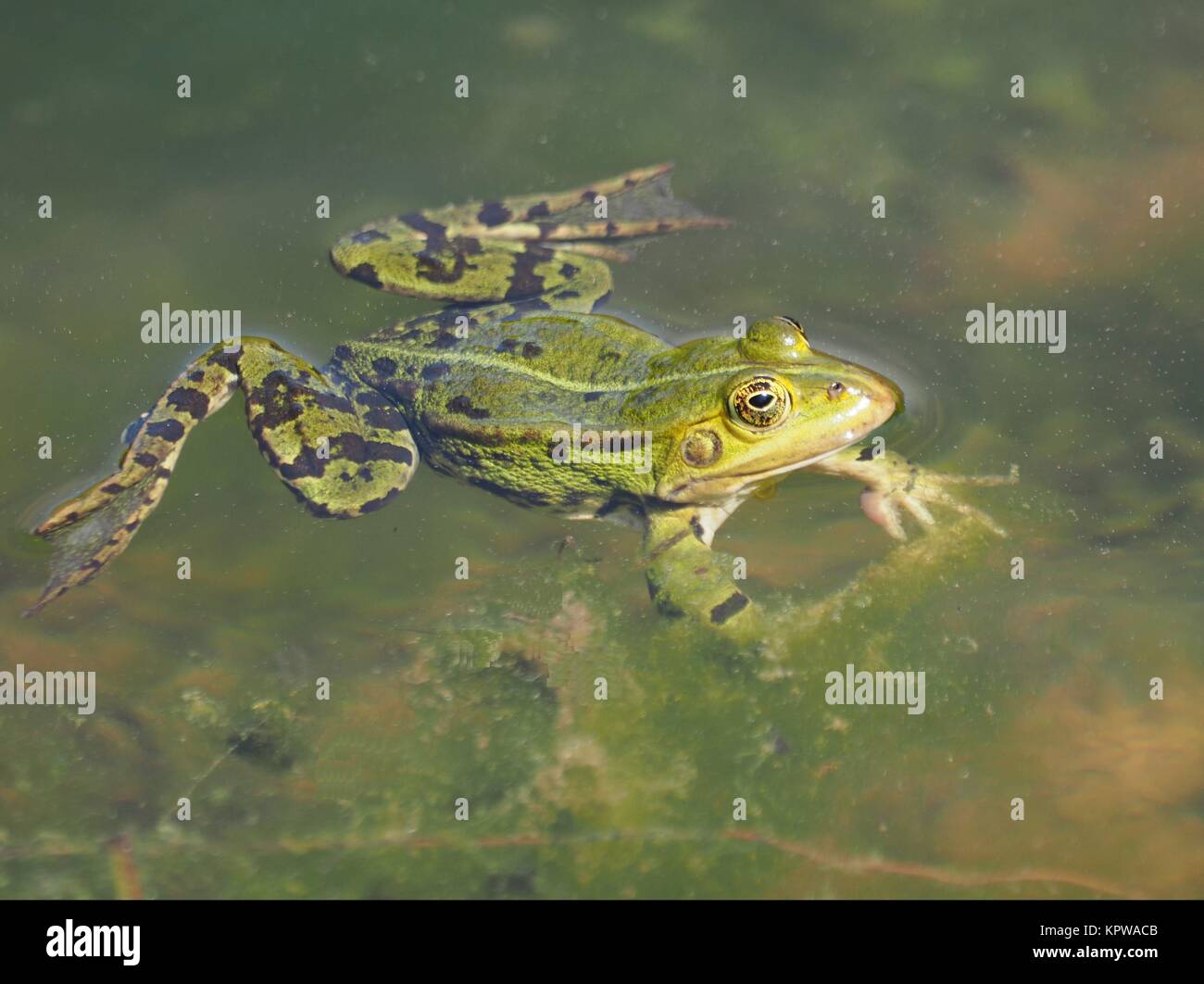 Real frog hi-res stock photography and images - Alamy