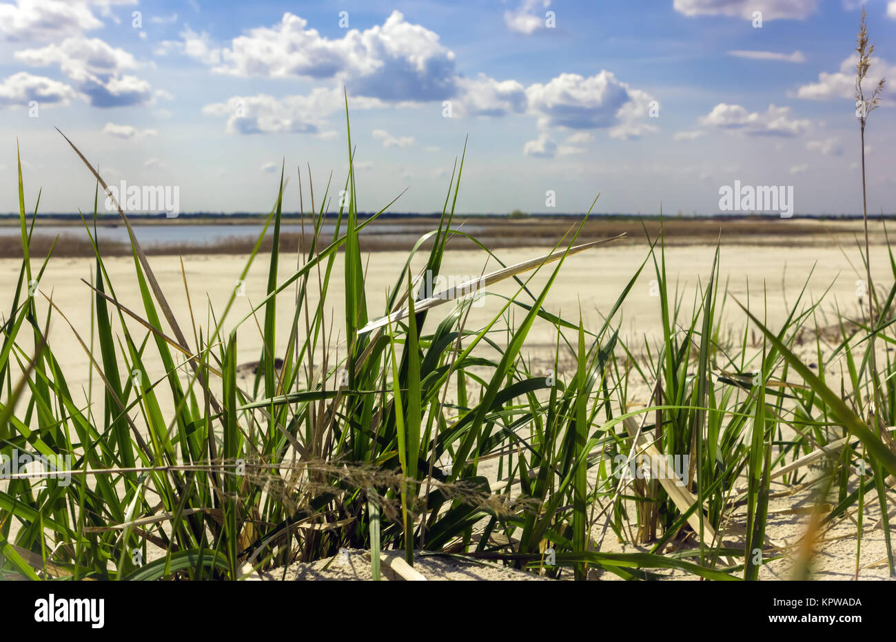 Green grass closeup on a sandy beach Stock Photo - Alamy