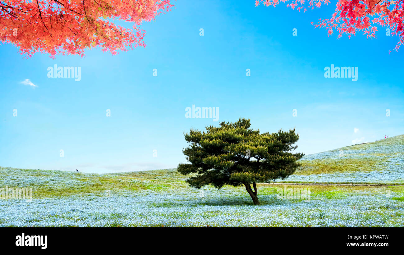 imageing of Mountain, Tree and Nemophila at Hitachi Seaside Park in ...