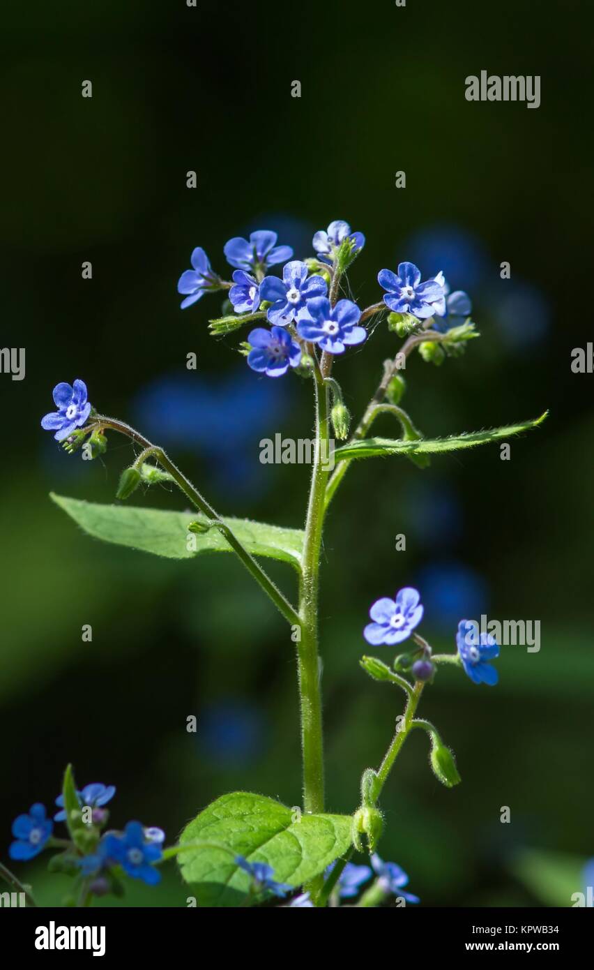 dark blue forget-me-not / dark blue forget-me-not Stock Photo - Alamy