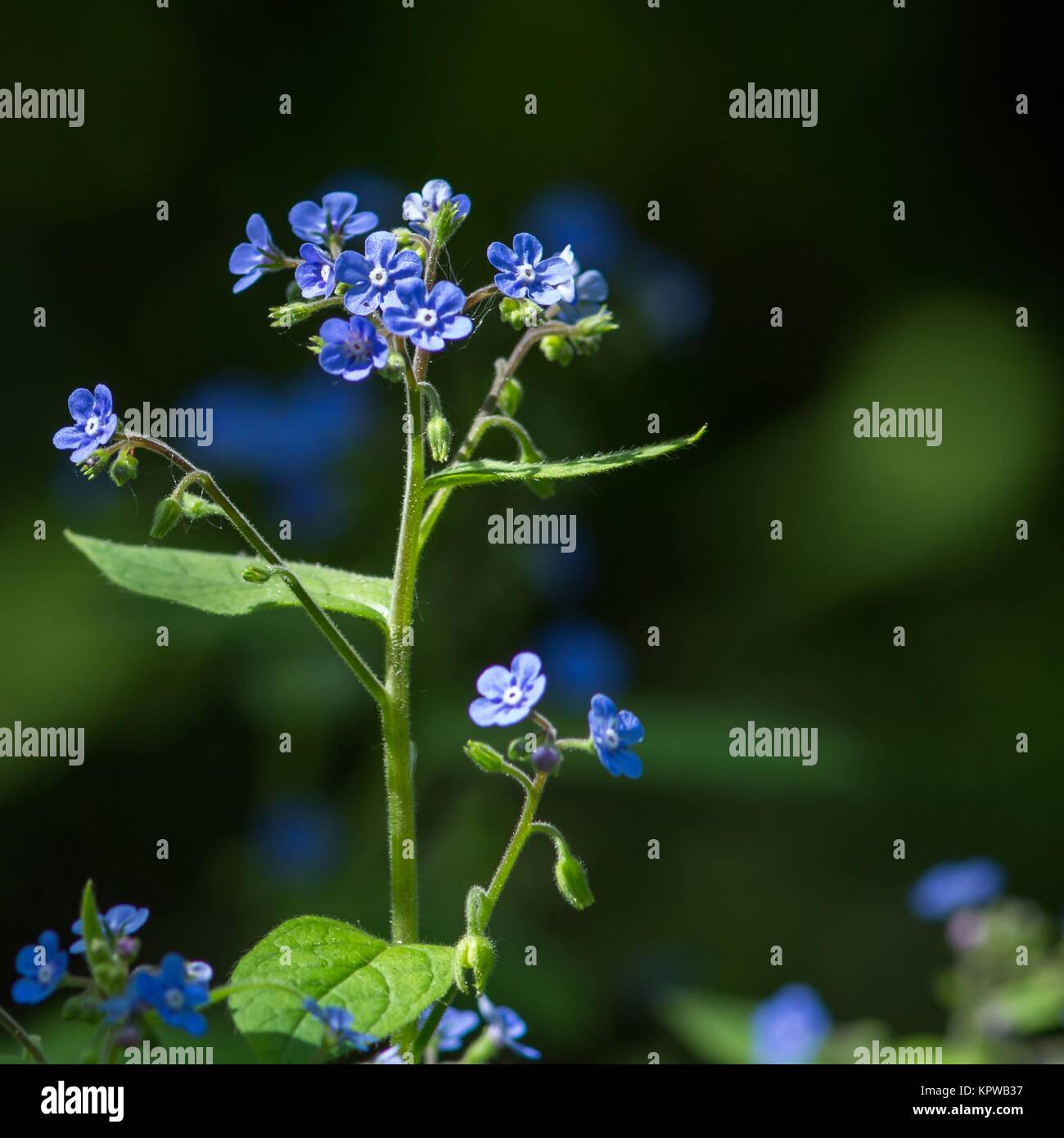 dark blue forget-me-not / dark blue forget-me-not Stock Photo - Alamy