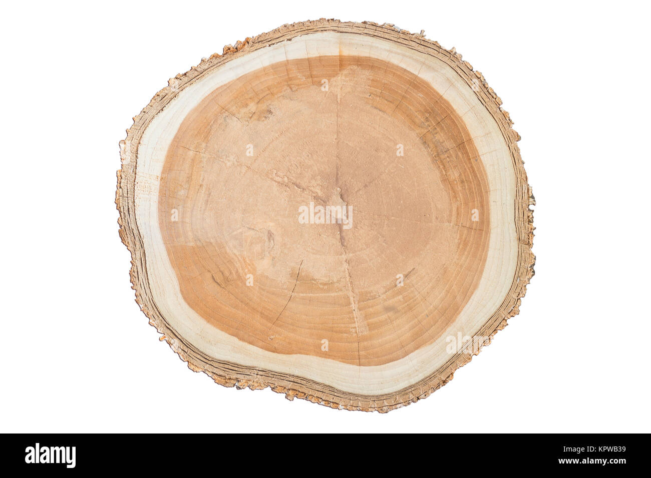 Close-up surface of wooden cut isolated on white background Stock Photo ...