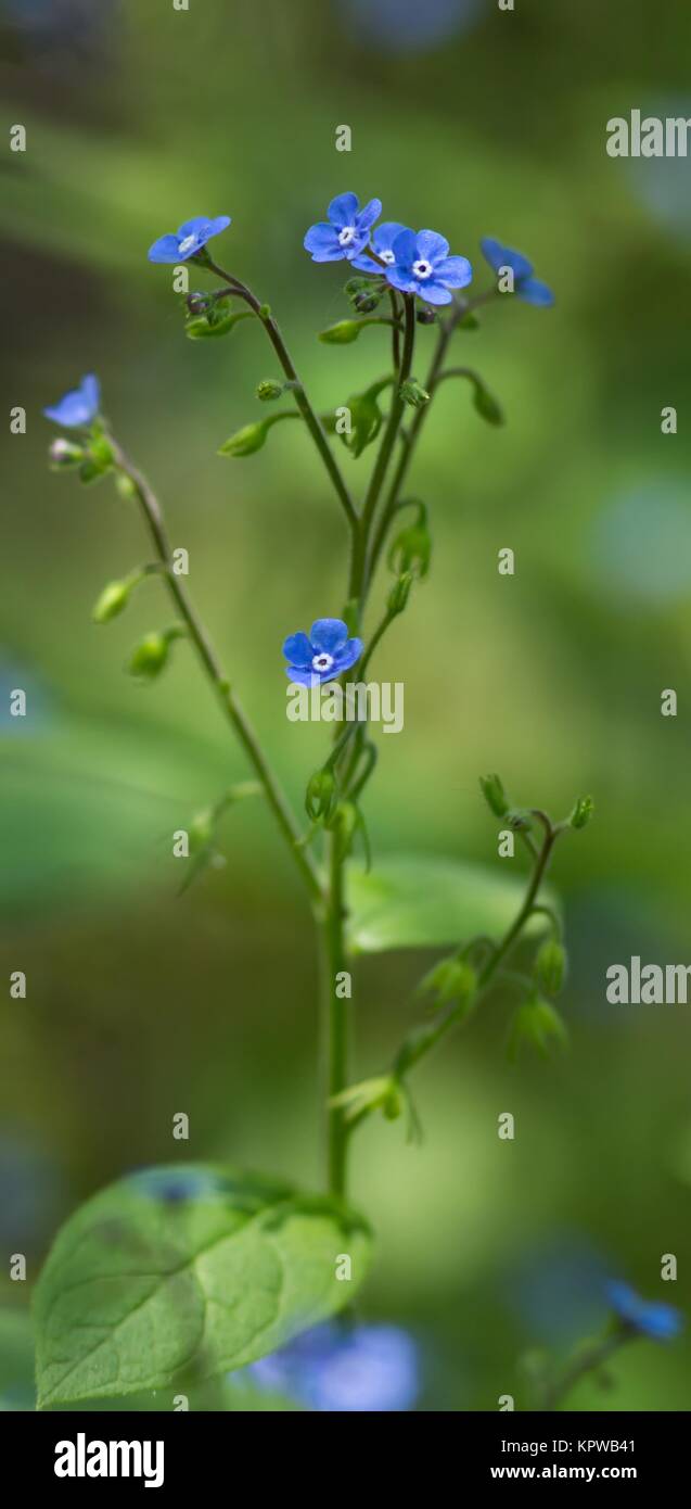 dark blue forget-me-not / dark blue forget-me-not Stock Photo - Alamy