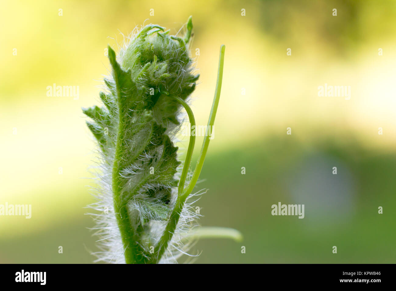 close-up of watermelon sprout Stock Photo - Alamy