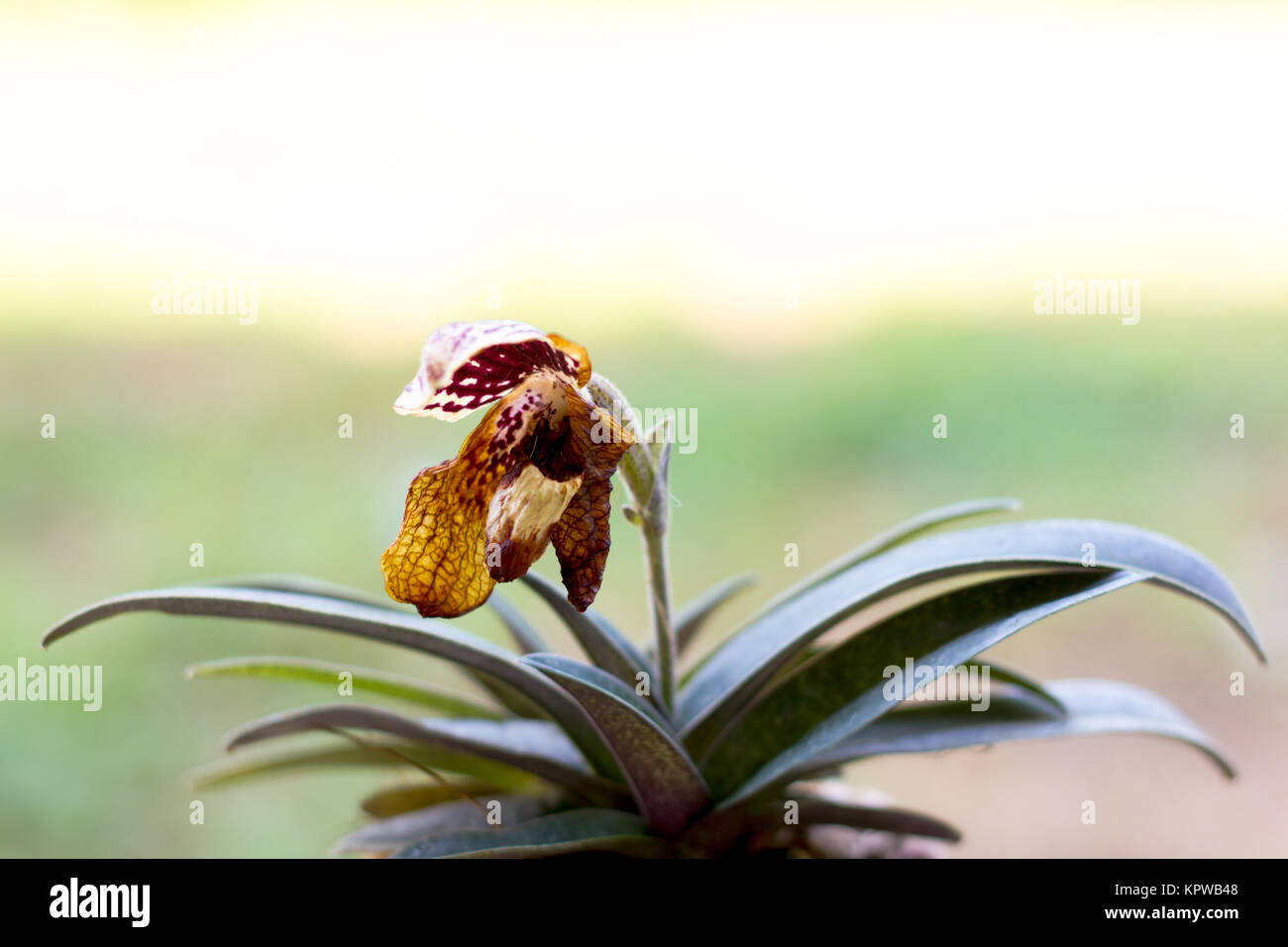 Withered lady slipper orchid Stock Photo - Alamy