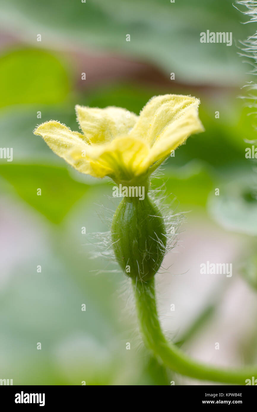 little baby watermelon and flowers Stock Photo - Alamy