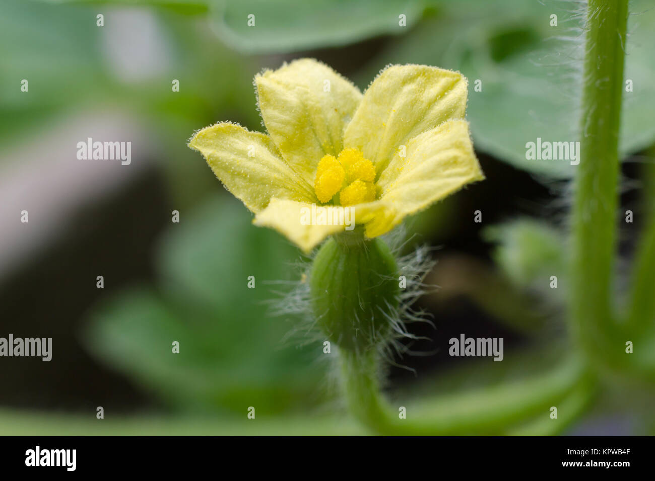 Watermelon Flower Male Female