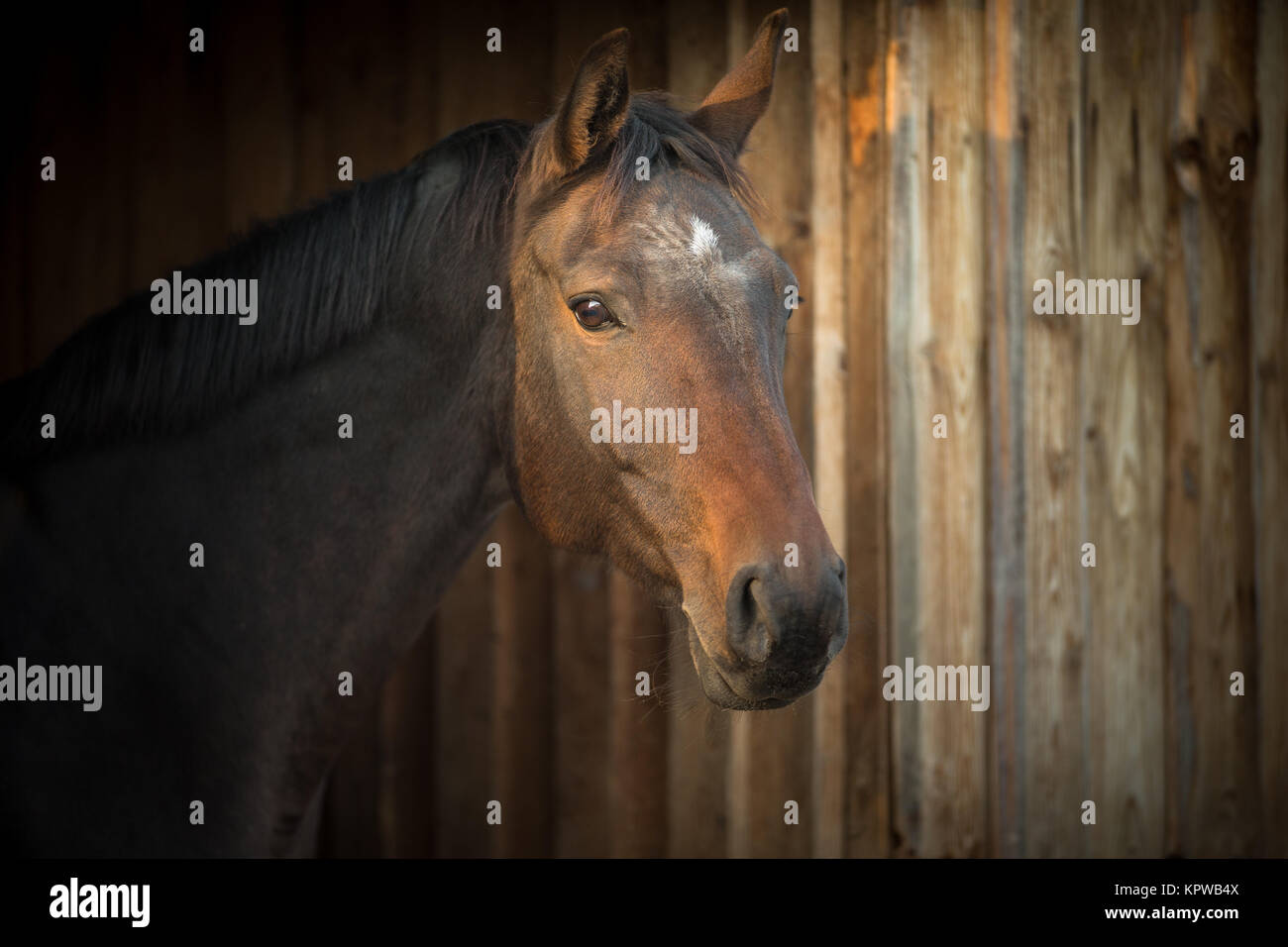 Horse in a stable Stock Photo - Alamy