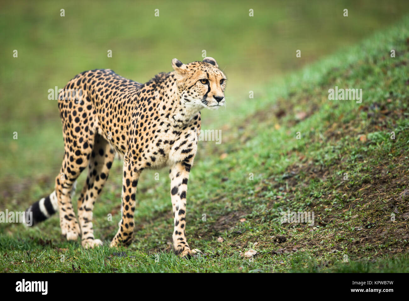 Cheetah (Acinonyx jubatus Stock Photo - Alamy