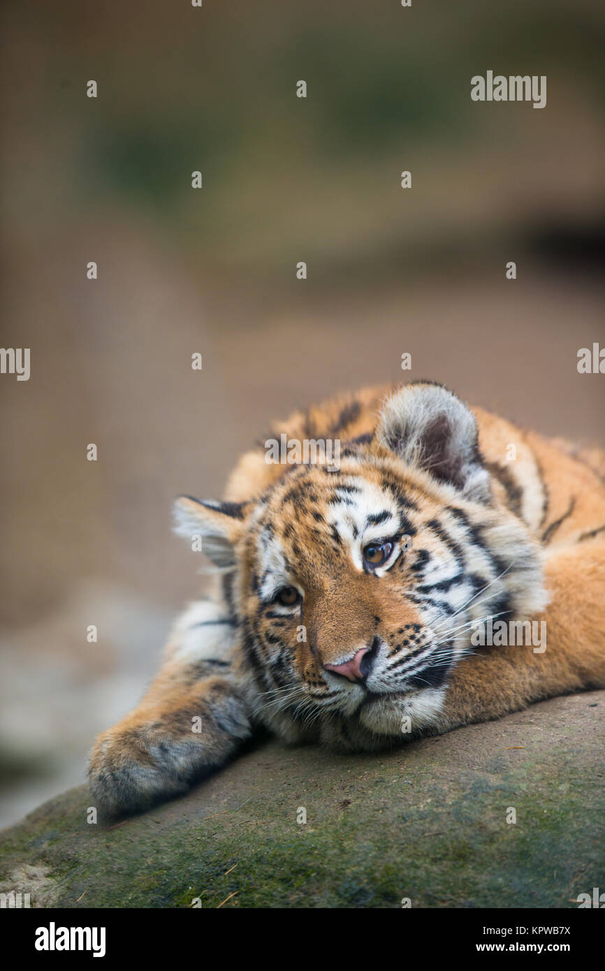 Cute tiger cub resting lazily Stock Photo - Alamy