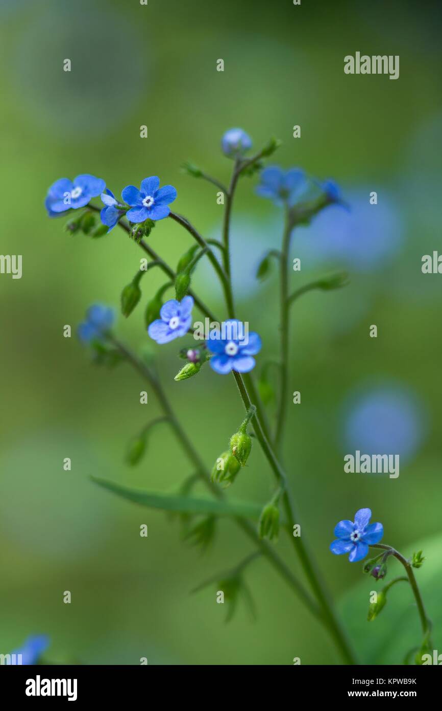 dark blue forget-me-not / dark blue forget-me-not Stock Photo - Alamy