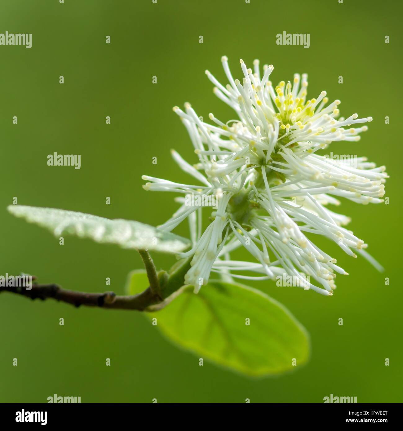 Large feather bush shrub / Fothergilla major Stock Photo - Alamy