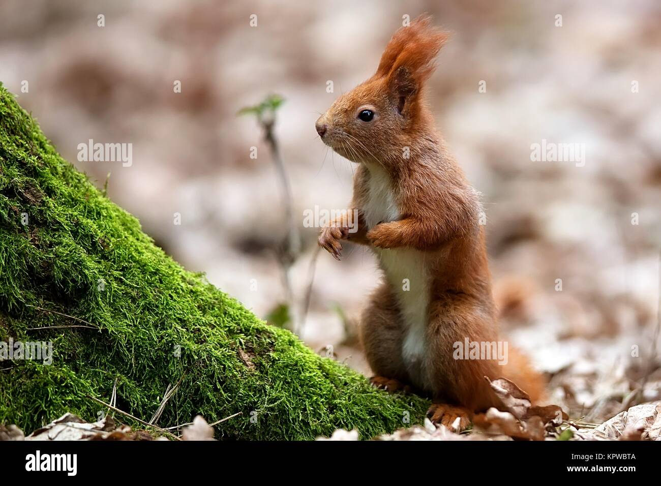 Red squirrel in the forest Stock Photo - Alamy