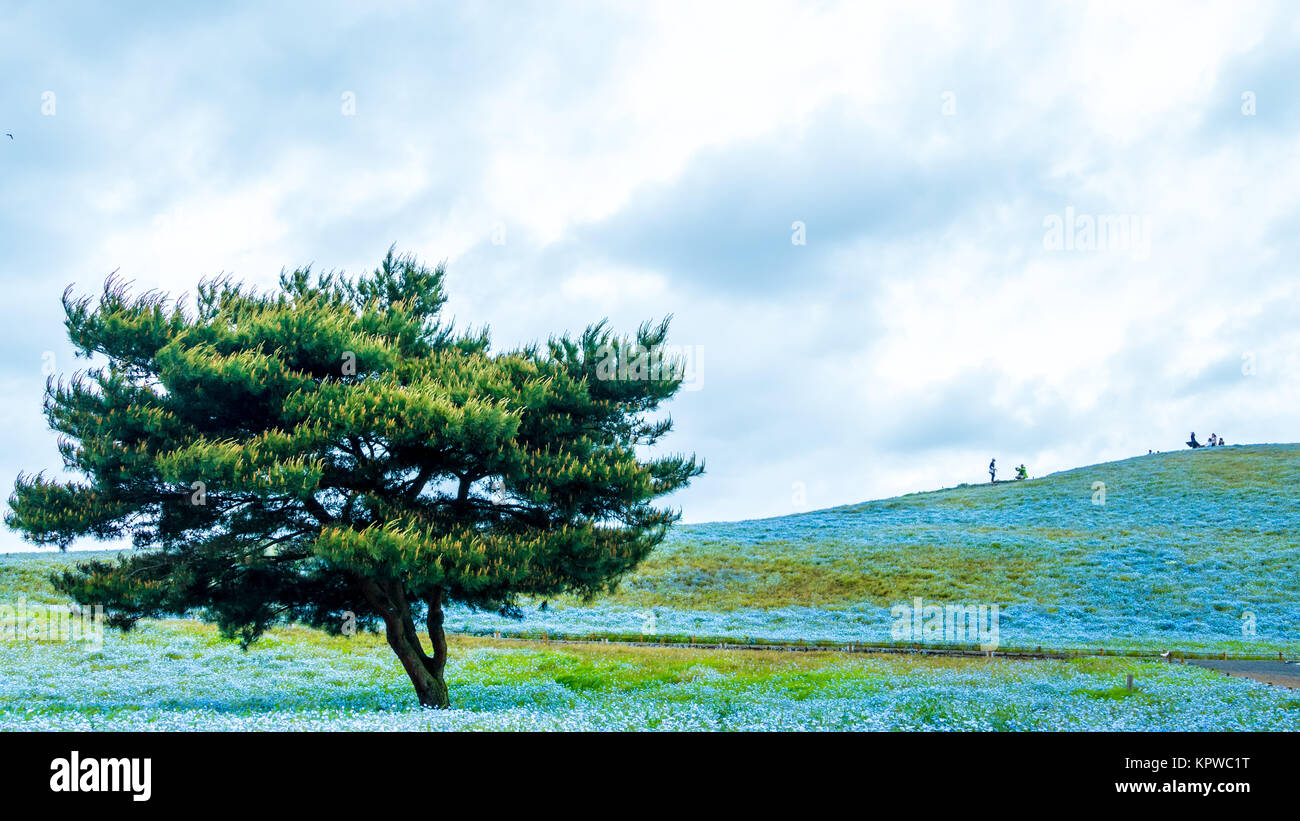 Tree and Nemophila at Hitachi Seaside Park in spring with blue sky at ...