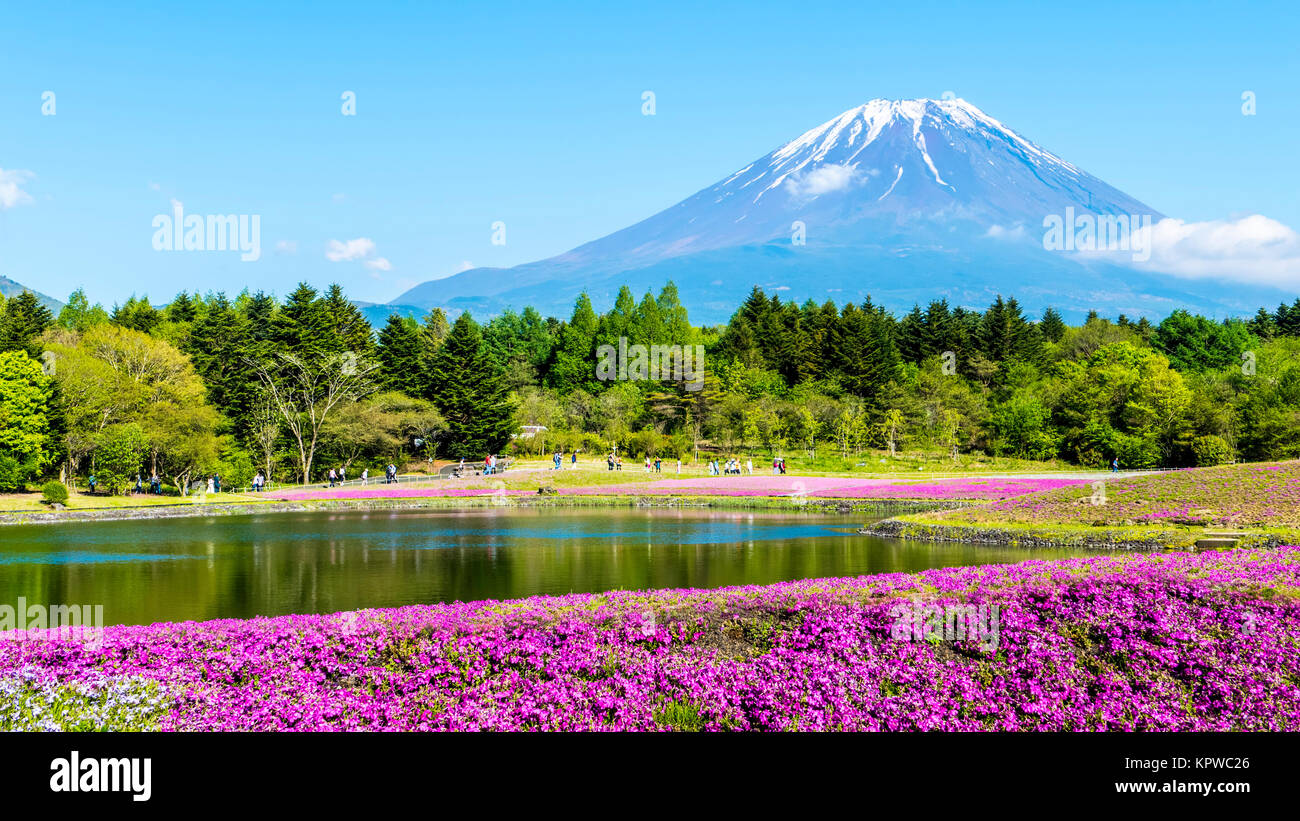 Mount fuji shibazakura festival hi-res stock photography and images - Alamy
