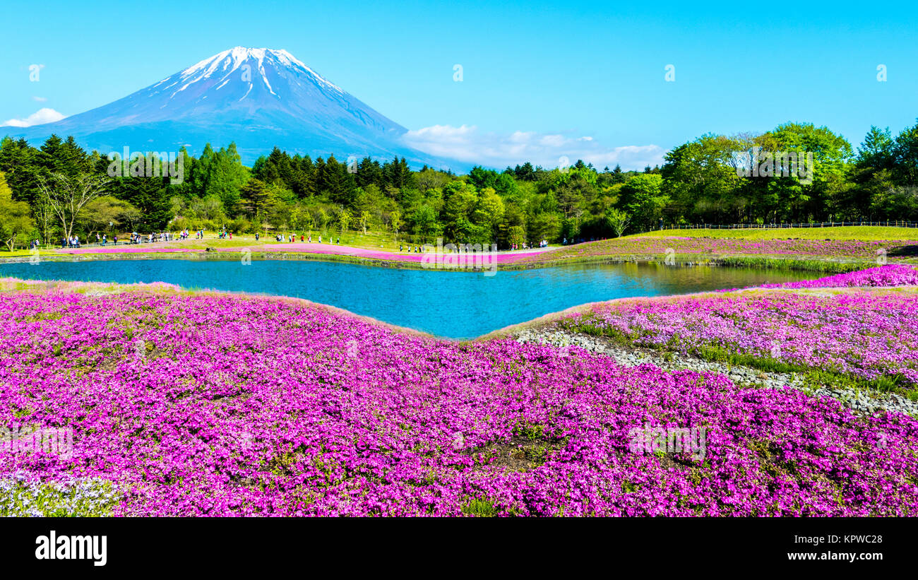 Mount fuji shibazakura festival hi-res stock photography and images - Alamy