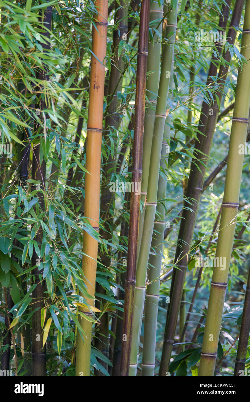 Thick bamboo hi-res stock photography and images - Alamy