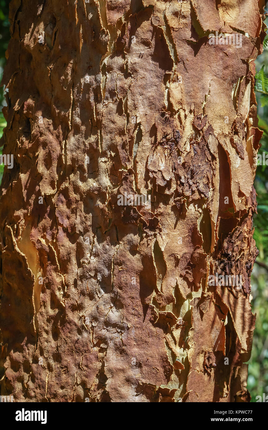 Bark peeling from an Angophora costata tree trunk, closeup. A native ...