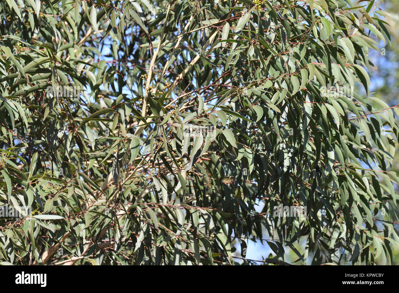 Looking up into a section of a Eucalypt tree canopy showing the grey ...