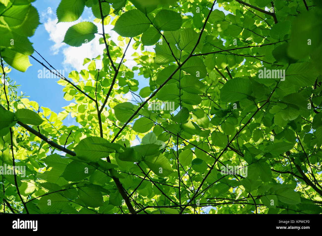 Canopy of a tree hi-res stock photography and images - Alamy
