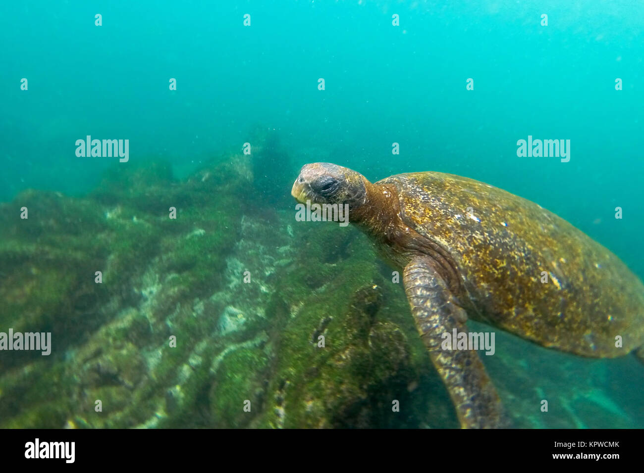 Underwater Sea Turtle Stock Photo - Alamy