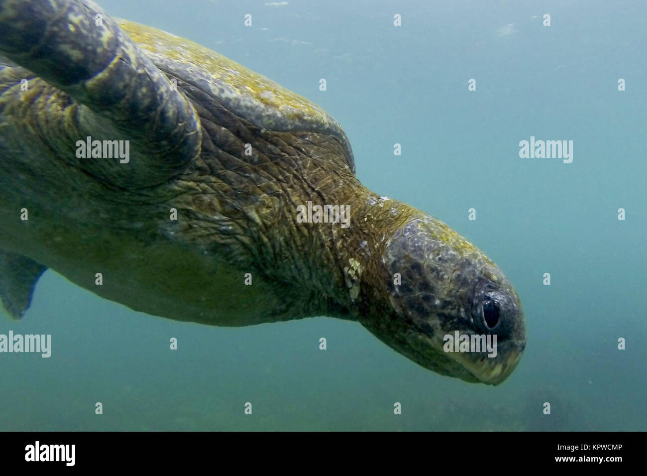 Sea Turtle Closeup Stock Photo - Alamy