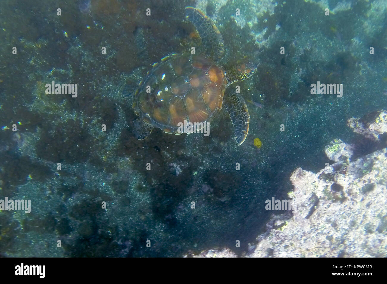 View of a Sea Turtle Stock Photo - Alamy