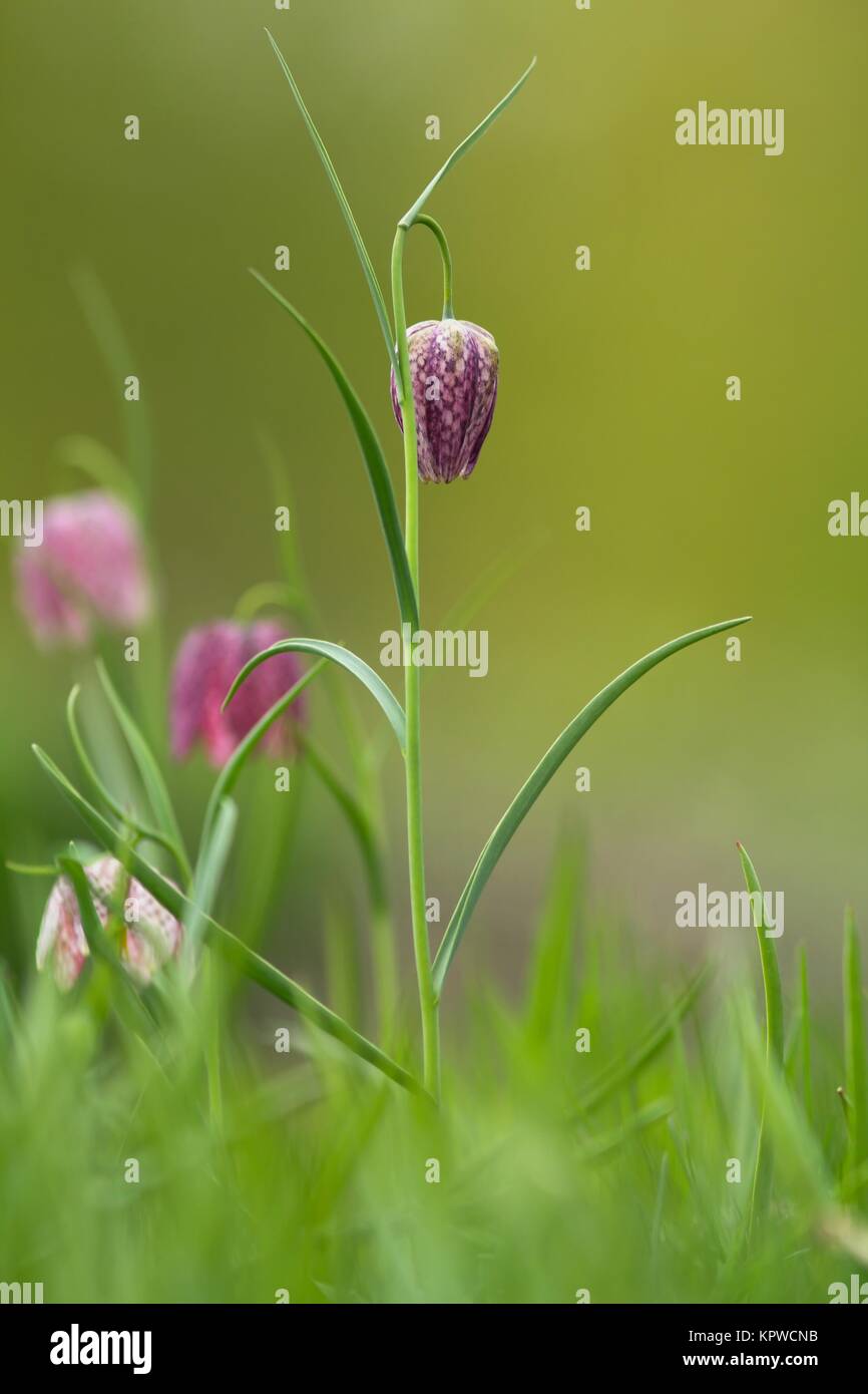 Chess flowers hi-res stock photography and images - Alamy