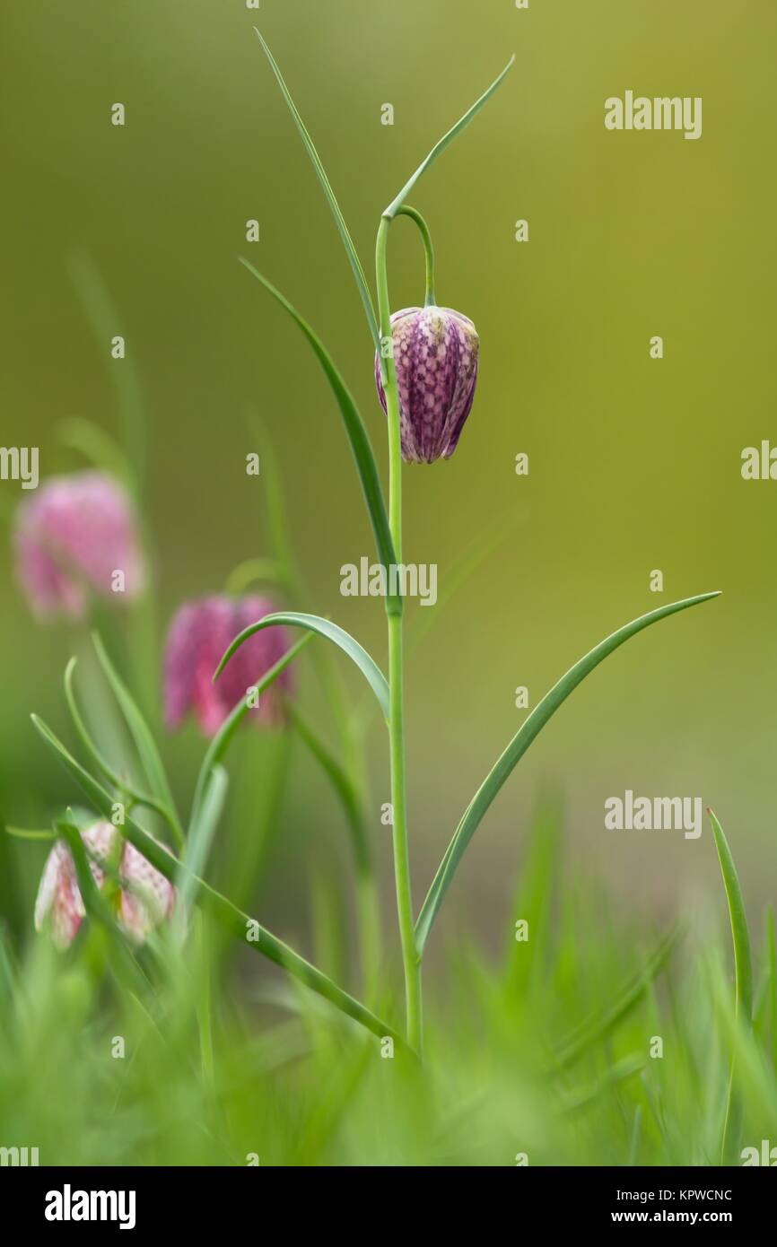 Chess flowers hi-res stock photography and images - Alamy