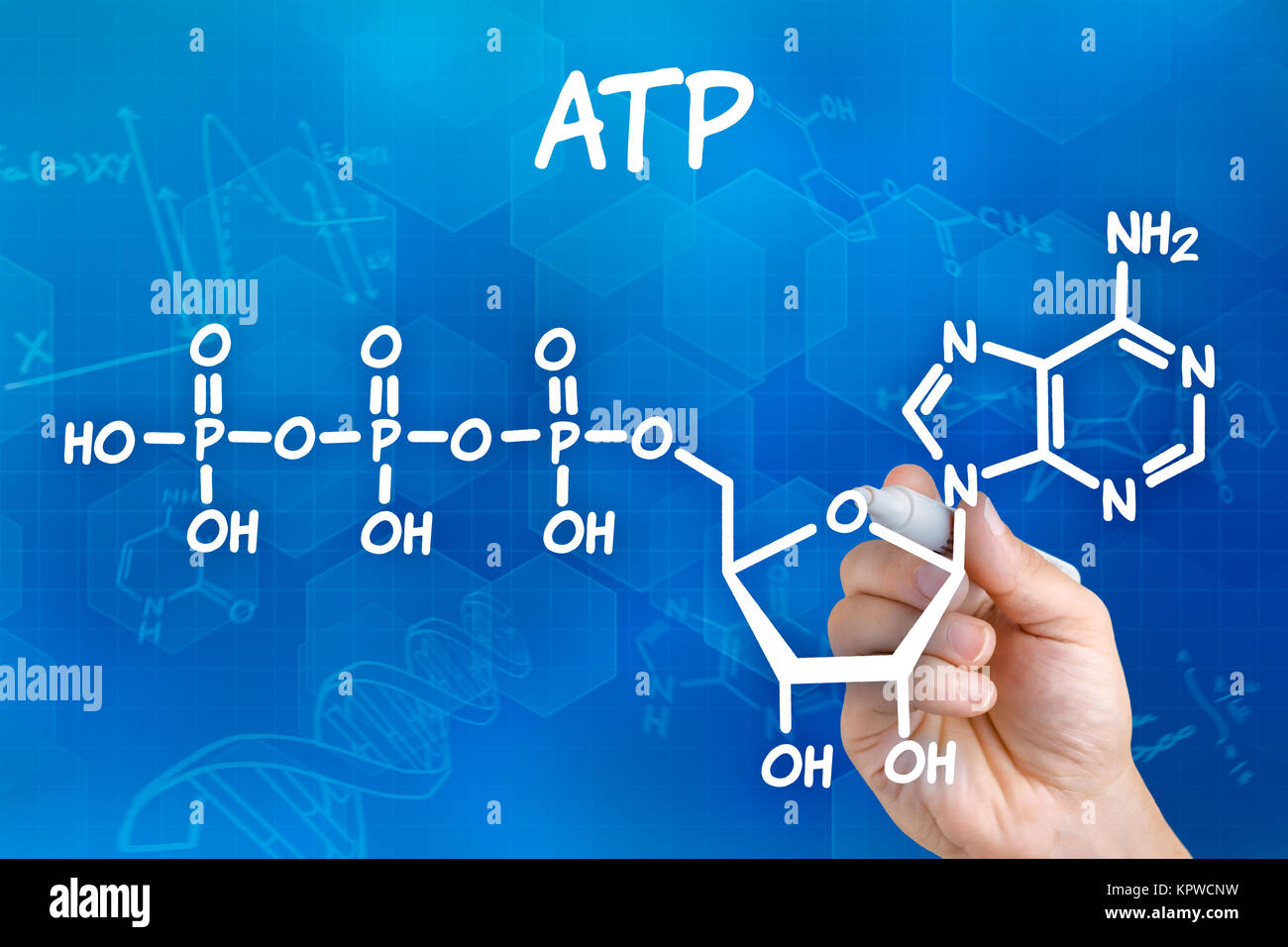 hand with pencil draws chemical structural formula of atp Stock Photo ...