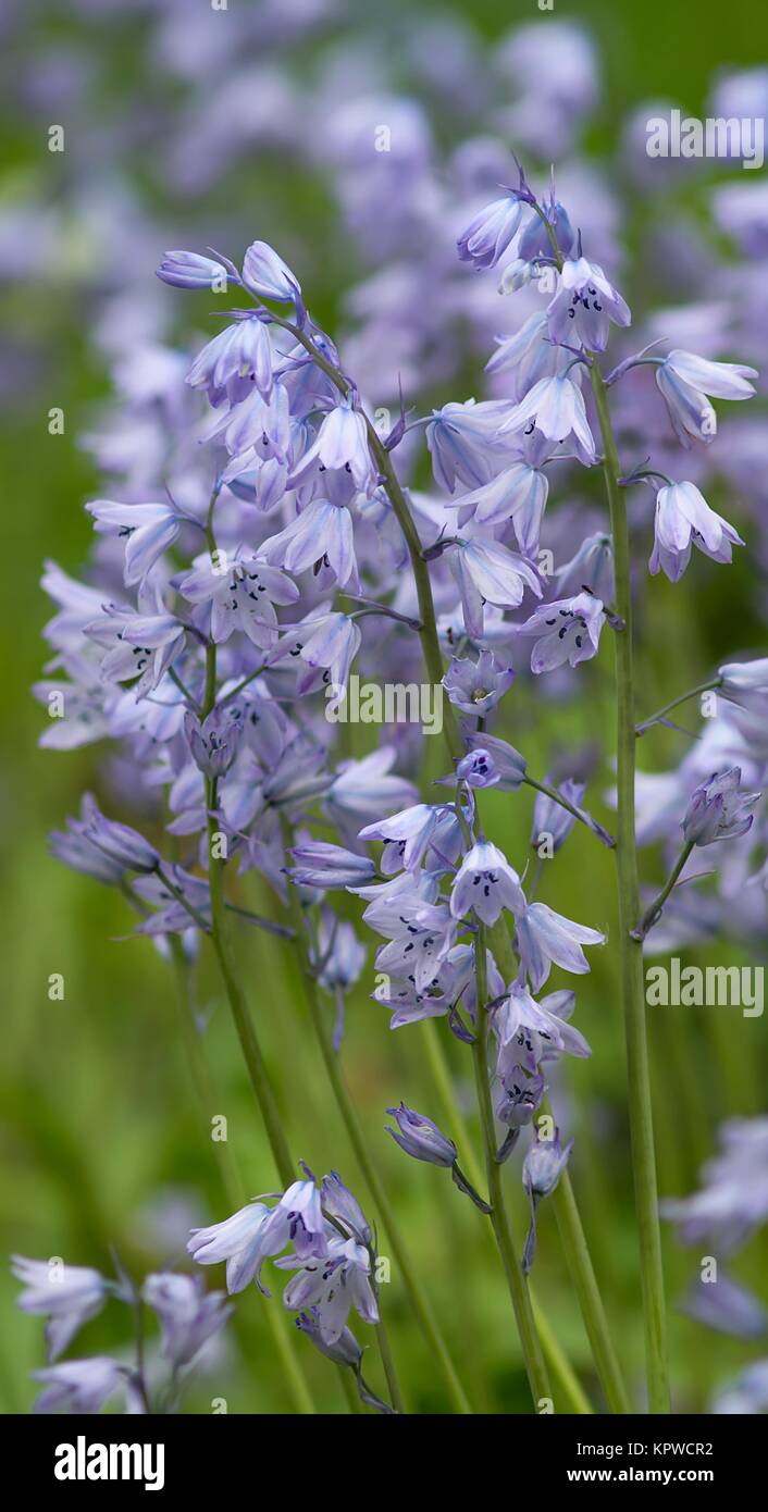 tender blue hare bells / lightblue bluebells Stock Photo - Alamy