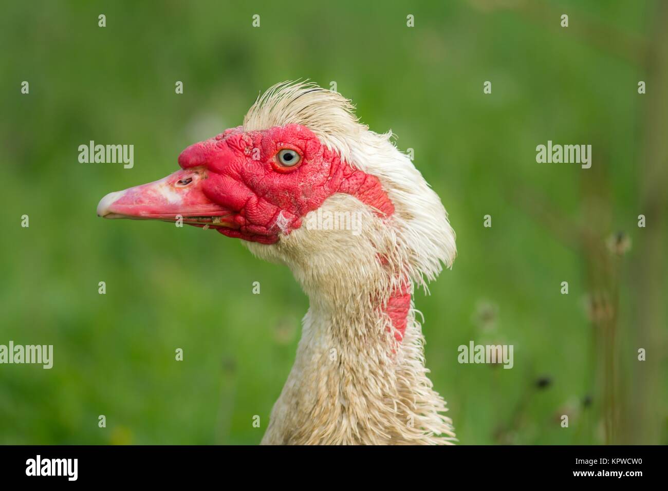 Wart ducks hi-res stock photography and images - Alamy