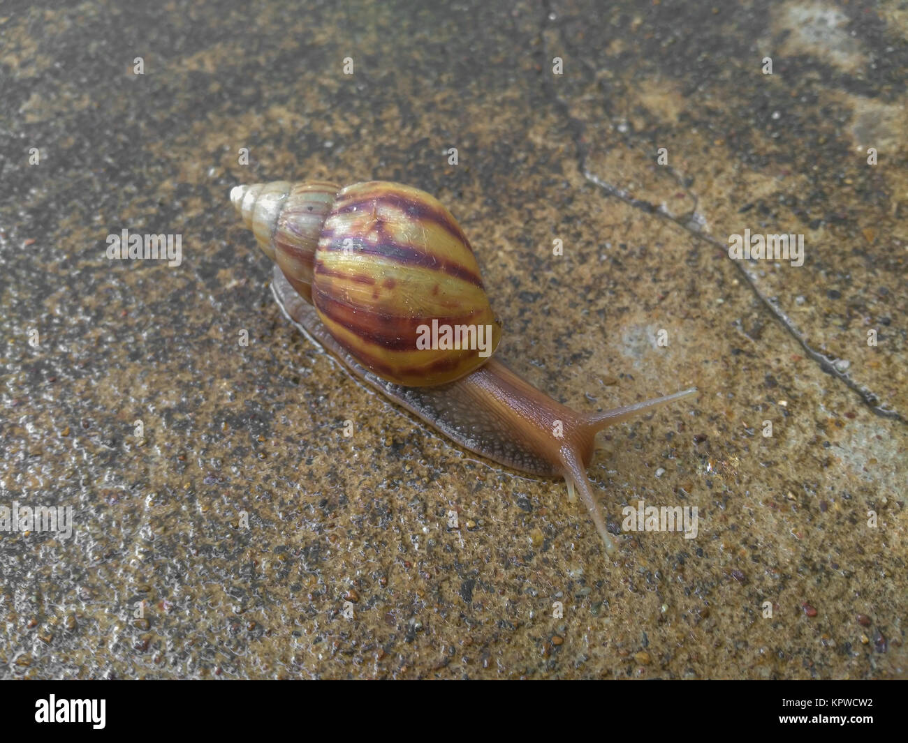 Moving wildlife hi-res stock photography and images - Alamy