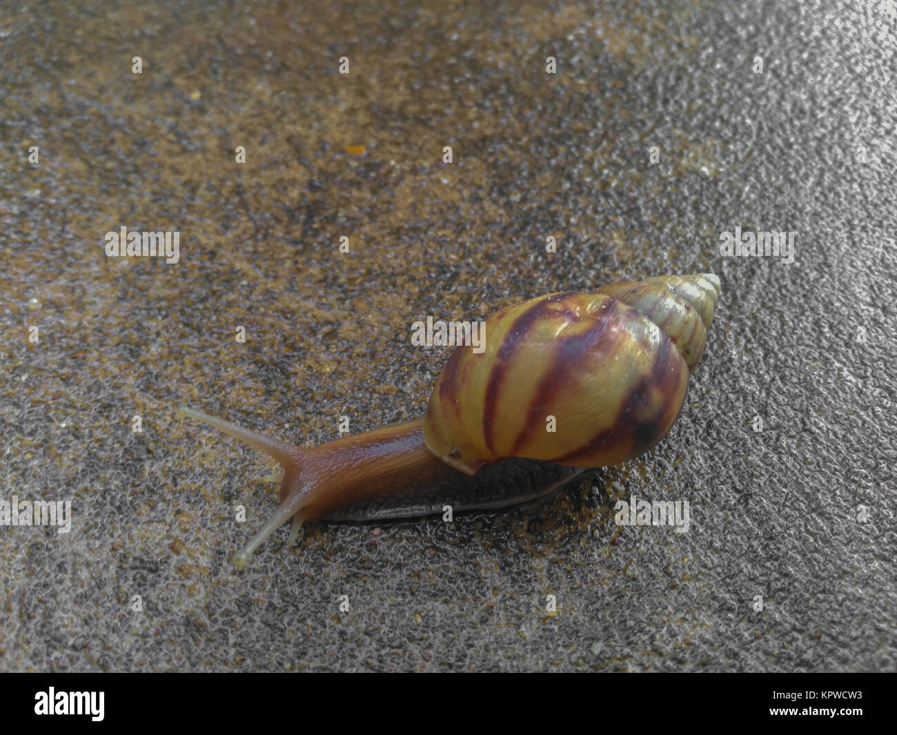 Moving wildlife hi-res stock photography and images - Alamy