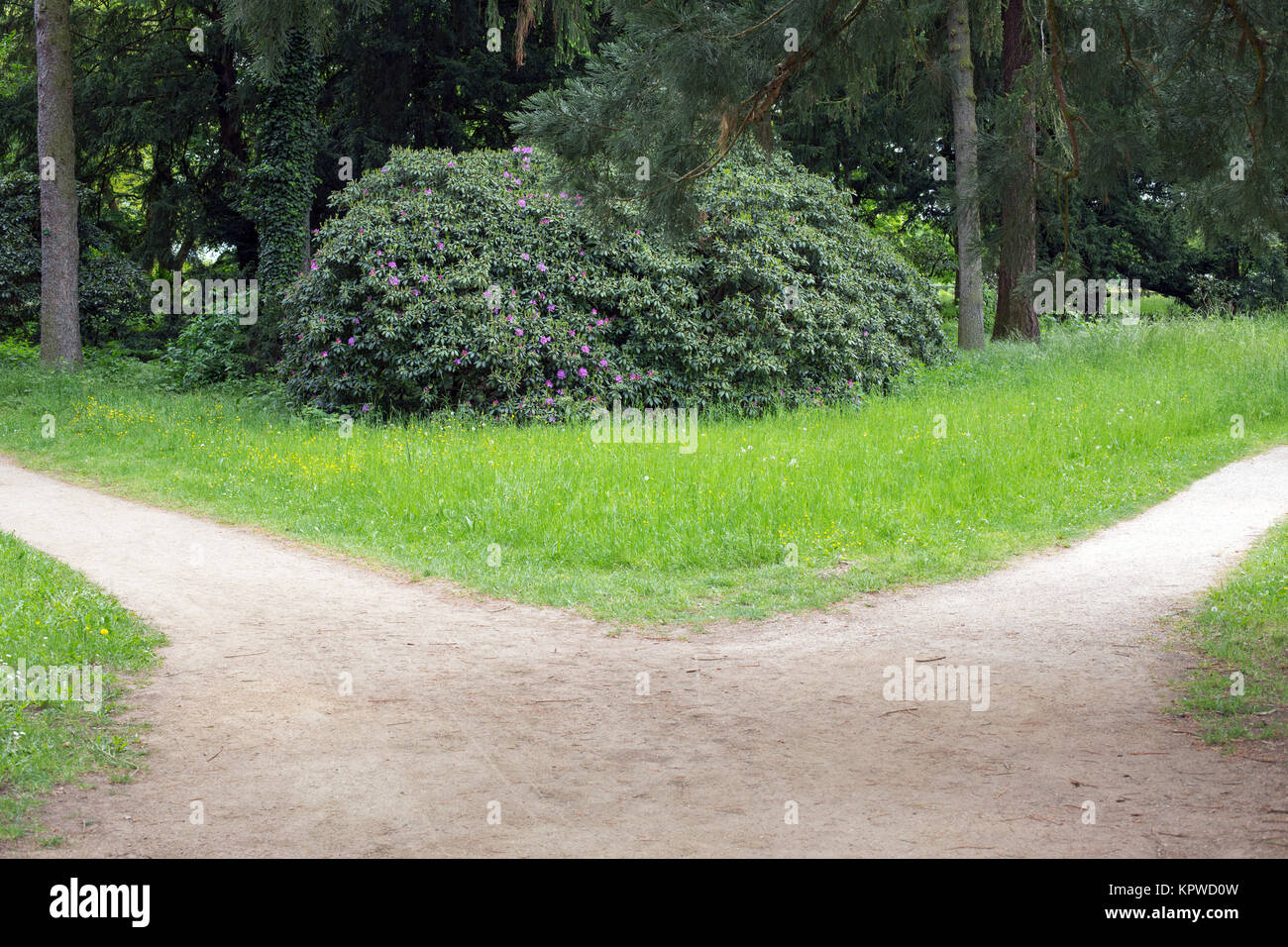 right or left? a fork in the road in the forest Stock Photo - Alamy